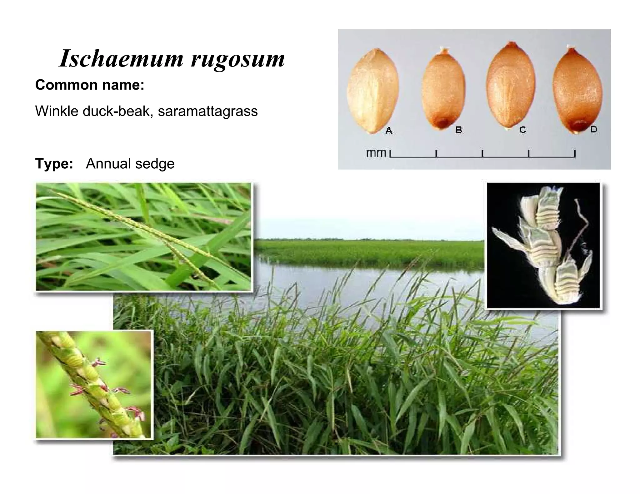 Weeds in lowland Rice Fields | PDF