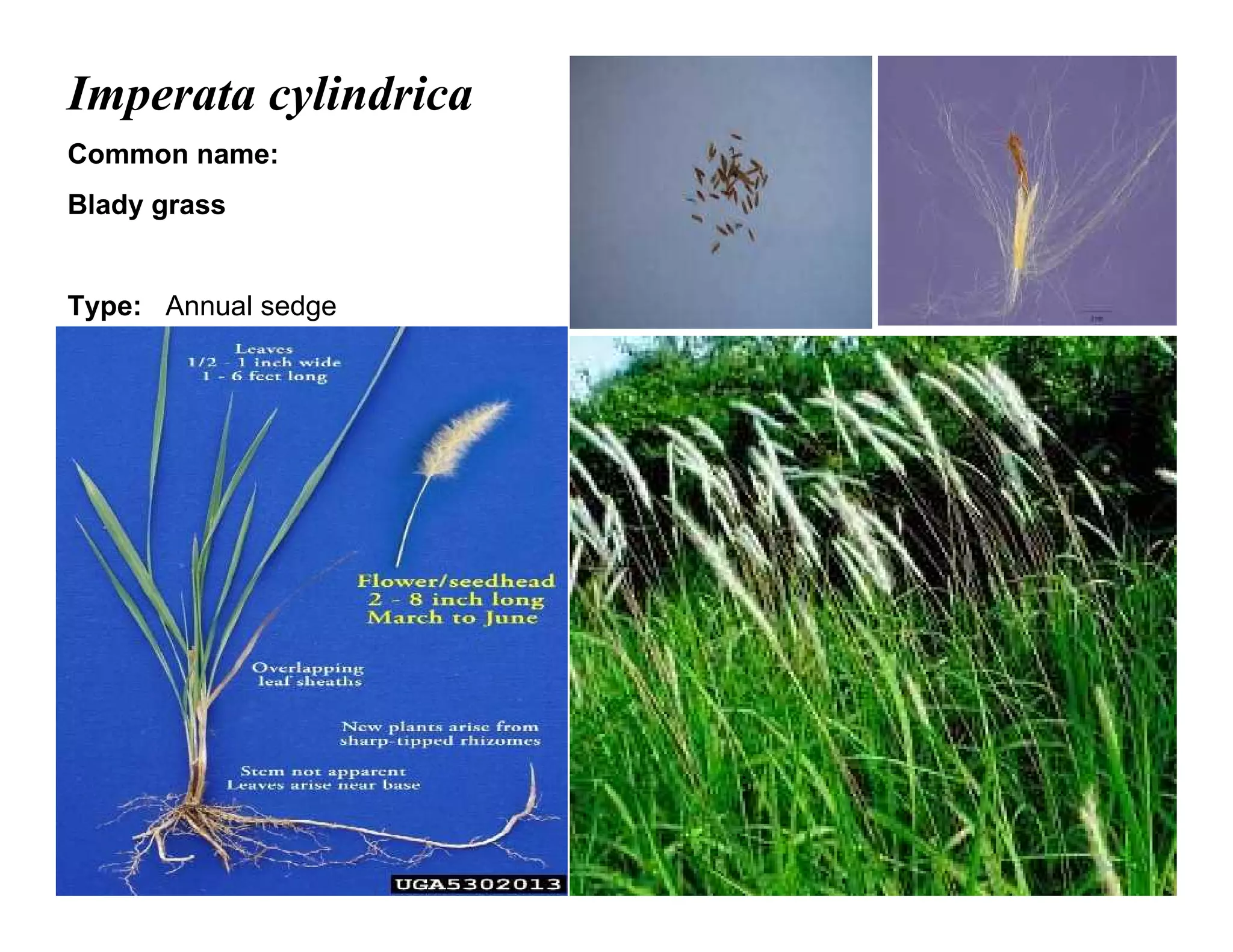 Weeds in lowland Rice Fields | PDF