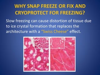 Tissue Freezing Presentation (2) | PPTX