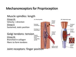 Lecture 12 Somatosensory System and Nociception | PDF