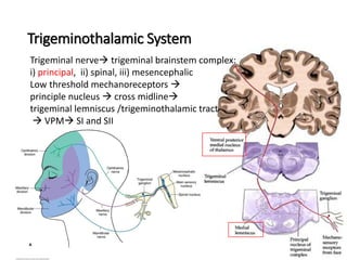 Lecture 12 Somatosensory System and Nociception | PDF