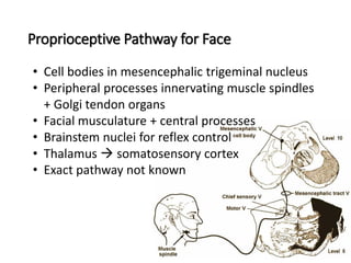 Lecture 12 Somatosensory System and Nociception | PDF