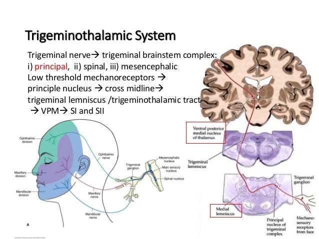 Lecture 12 Somatosensory System and Nociception