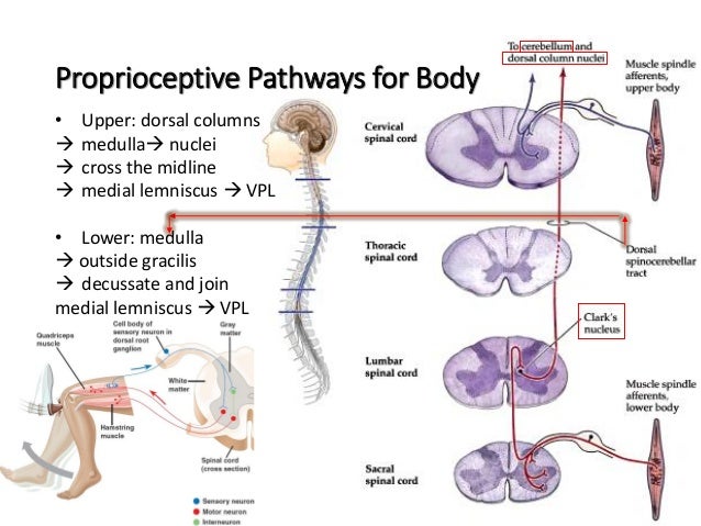 Lecture 12 Somatosensory System and Nociception