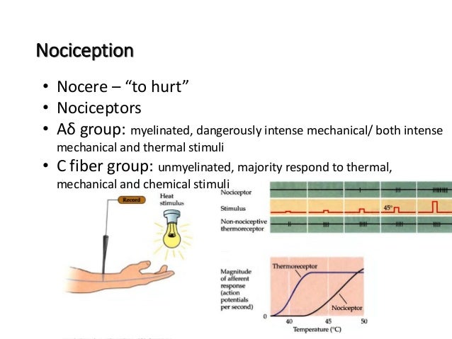 Lecture 12 Somatosensory System and Nociception