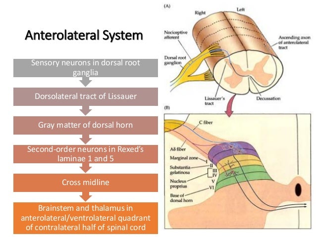 Lecture 12 Somatosensory System and Nociception