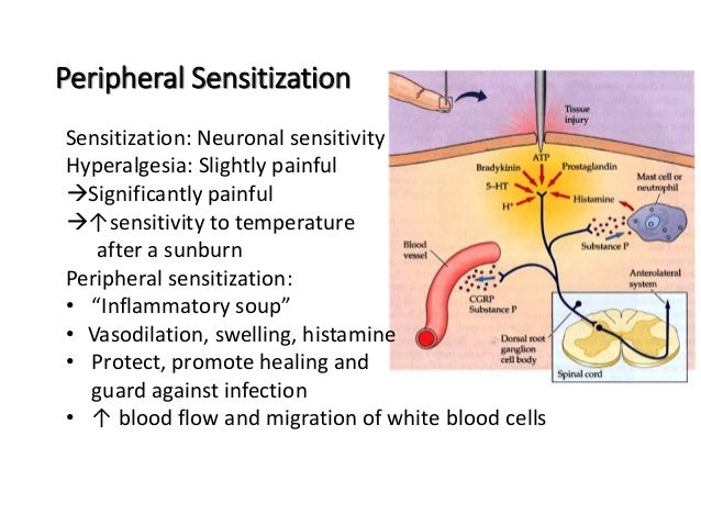 Lecture 12 Somatosensory System and Nociception