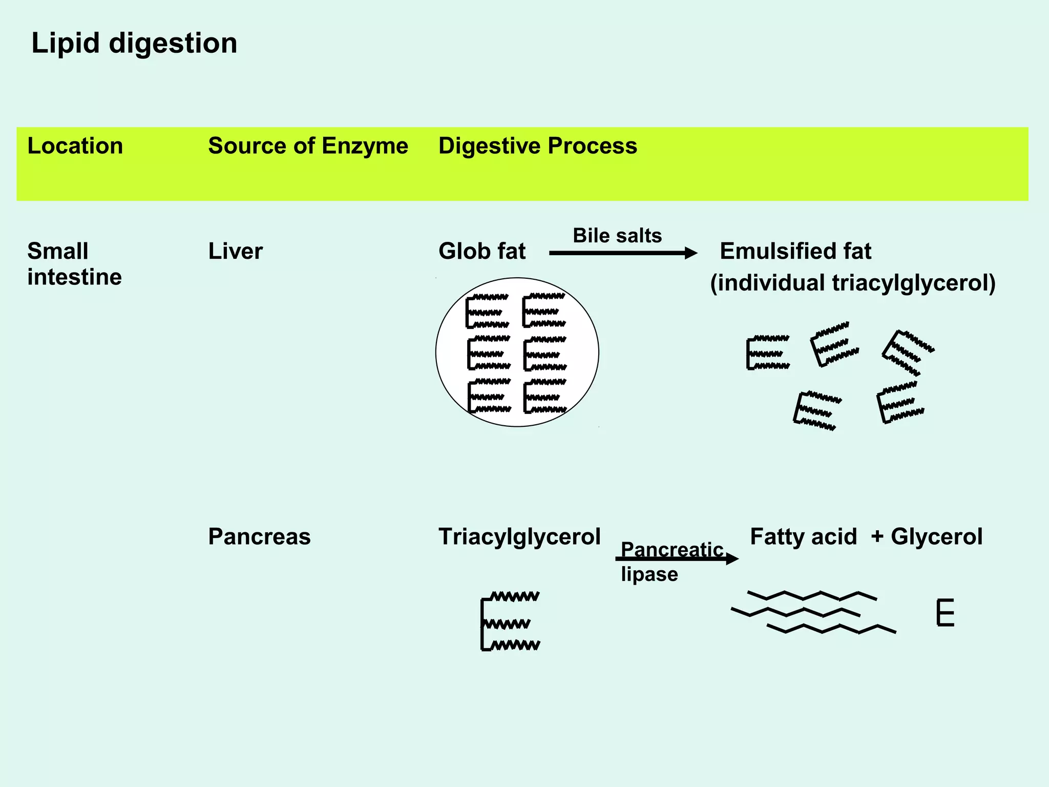 digestion | PPT