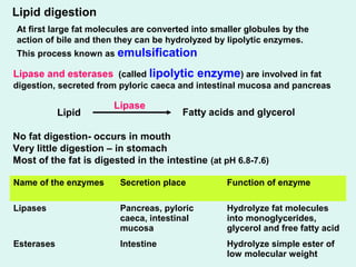 digestion | PPT