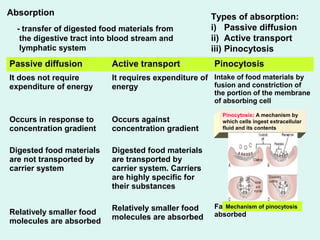 digestion | PPT