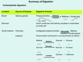 digestion | PPT