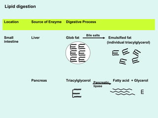digestion | PPT