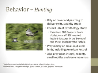 Birds Intern Presentation | PPT