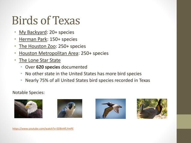 Birds Intern Presentation | PPT