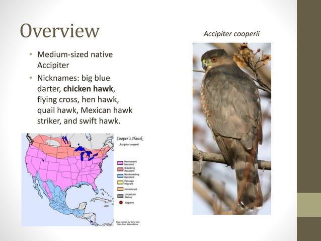 Birds Intern Presentation | PPT