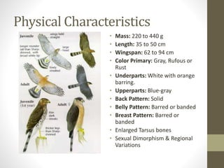 Birds Intern Presentation | PPT