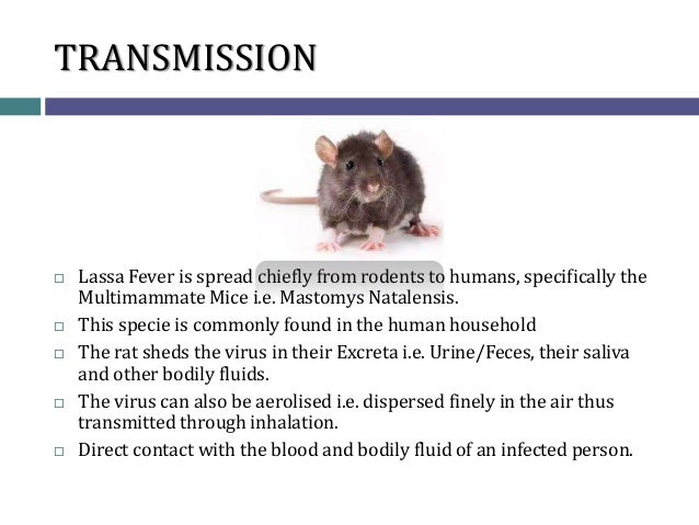 UNDERSTANDING LASSA FEVER
