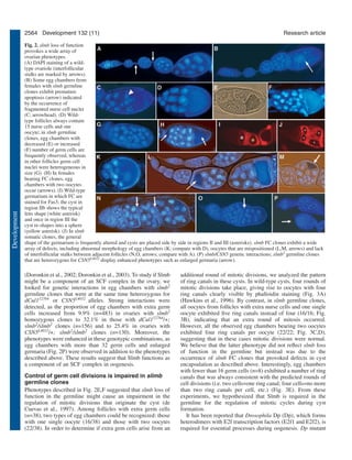 Muzzopappa and Wappner Dev | PDF