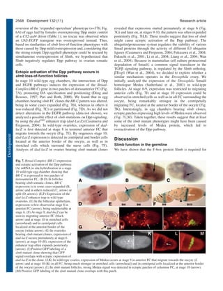Muzzopappa and Wappner Dev | PDF