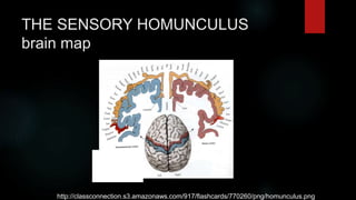 Human Perception | PPT