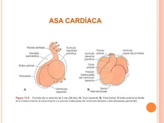 Embriologia Cardiovascular CURN | PPTX