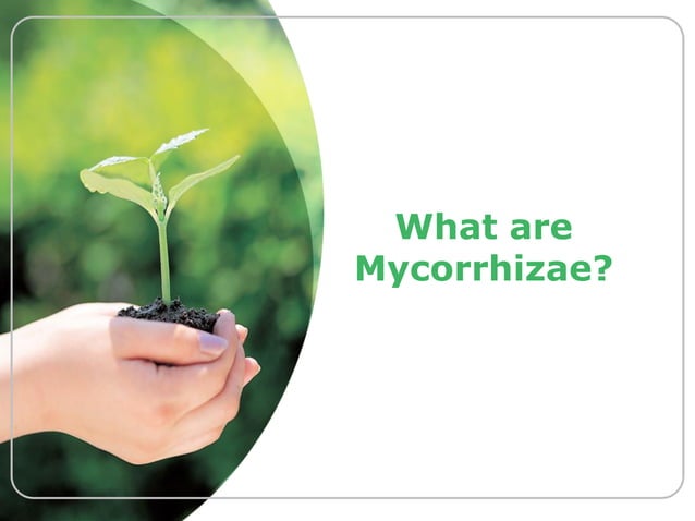 Mycorrhizae | PDF | Gardening | Home & Garden