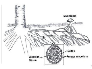 Mycorrhizae Diagram