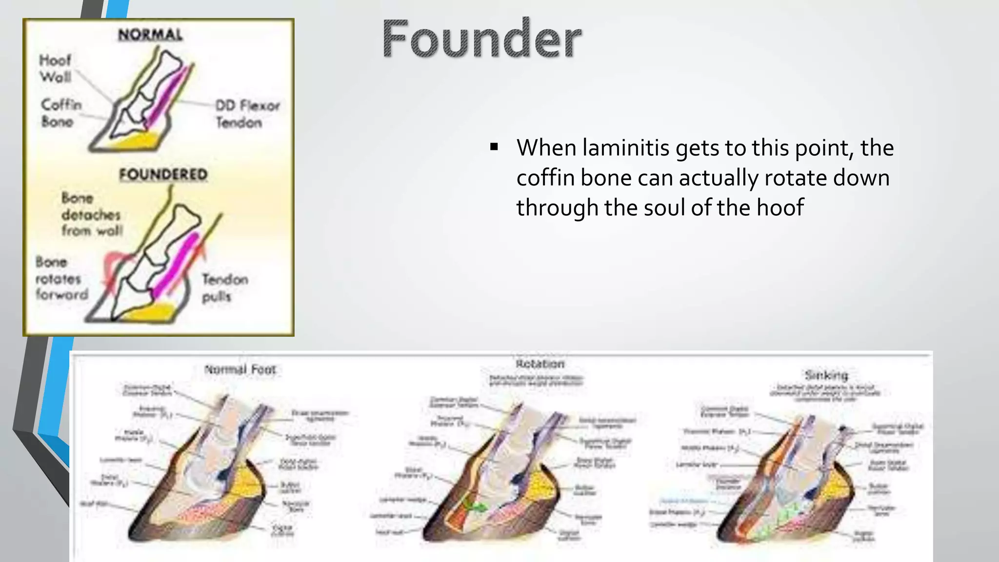 Horses new ppt for equine class | PPT
