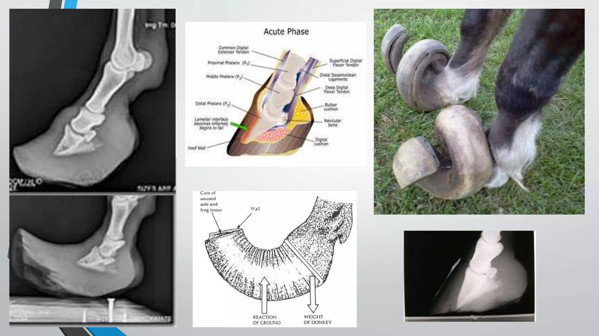 Horses new ppt for equine class | PPT