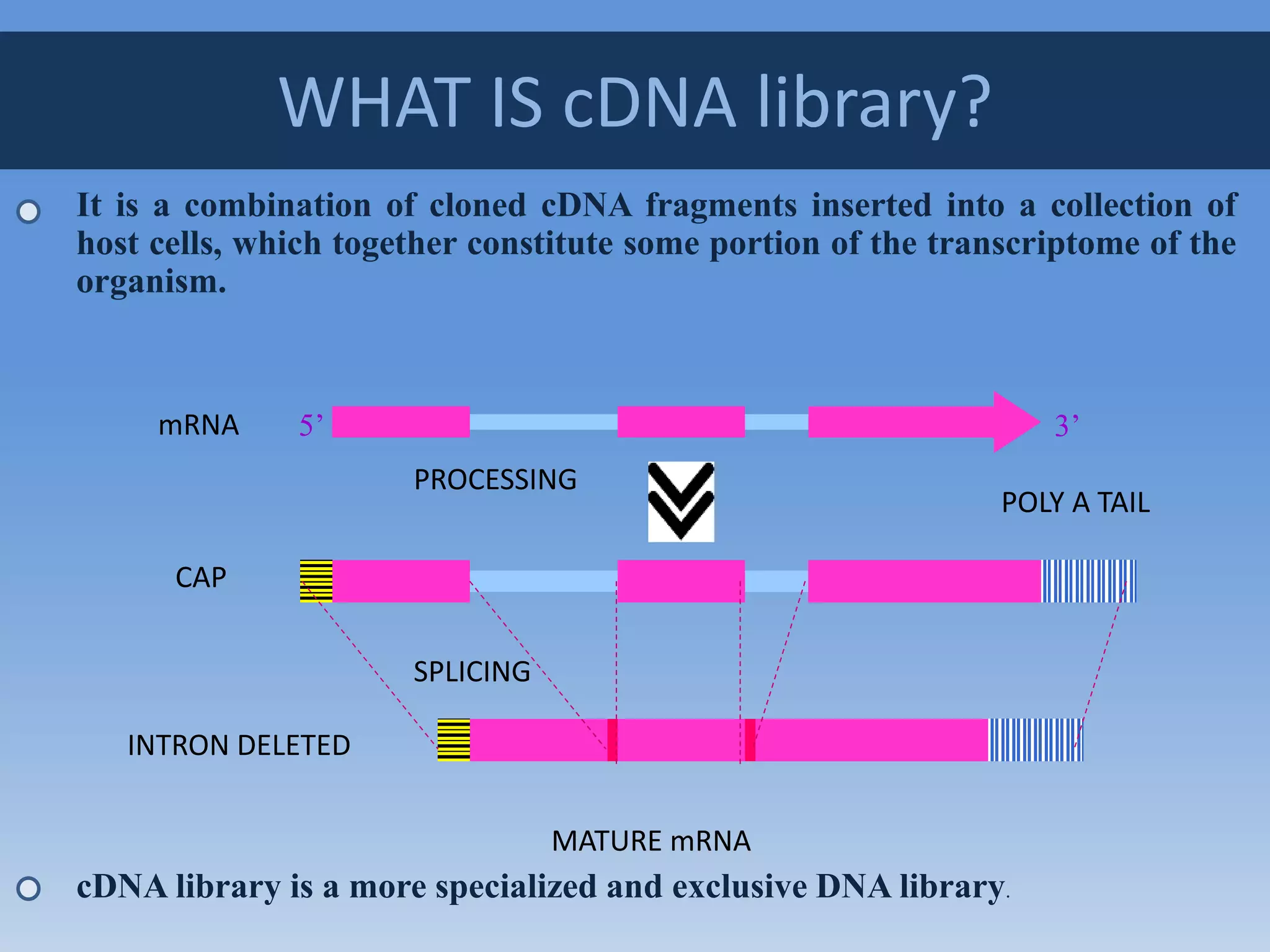 sem4-cdna sythesis,pcr,designing primers for pcr, synthesis of genes ...