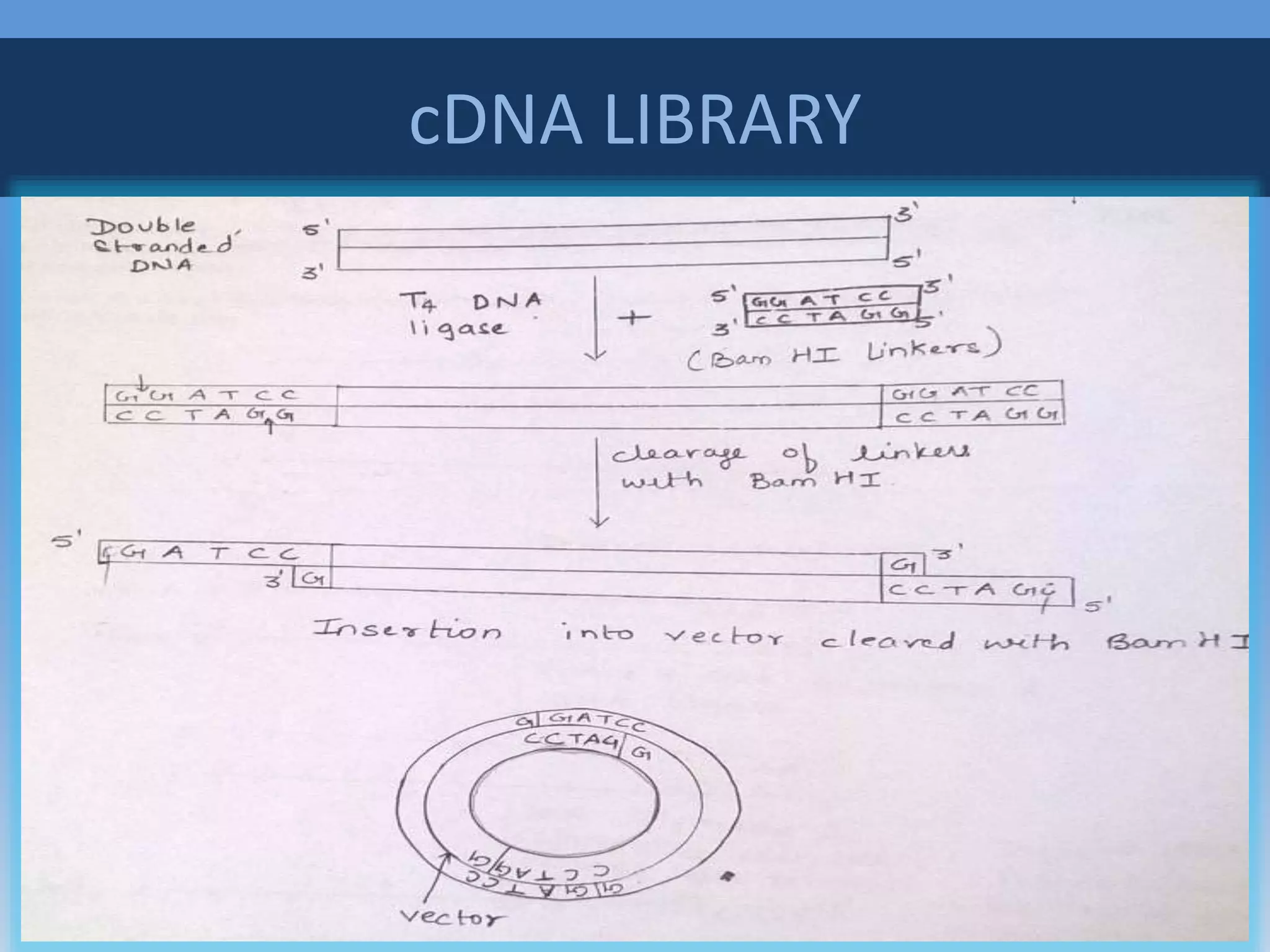 sem4-cdna sythesis,pcr,designing primers for pcr, synthesis of genes ...