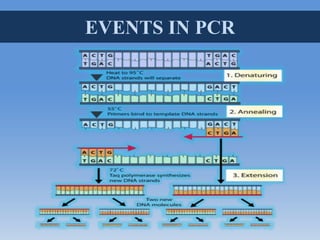 sem4-cdna sythesis,pcr,designing primers for pcr, synthesis of genes ...