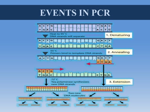 sem4-cdna sythesis,pcr,designing primers for pcr, synthesis of genes ...