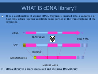sem4-cdna sythesis,pcr,designing primers for pcr, synthesis of genes ...
