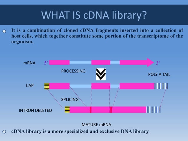 sem4-cdna sythesis,pcr,designing primers for pcr, synthesis of genes, shotgun experiment and ...