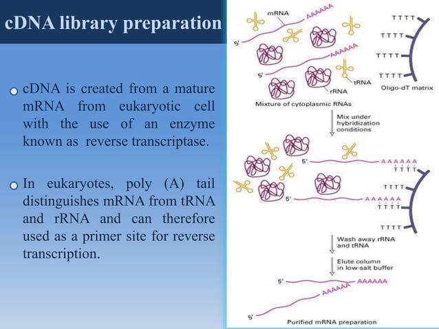 sem4-cdna sythesis,pcr,designing primers for pcr, synthesis of genes ...