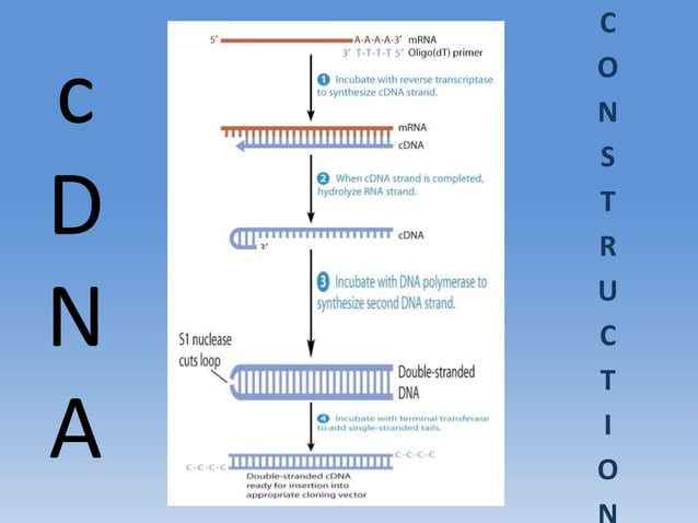 sem4-cdna sythesis,pcr,designing primers for pcr, synthesis of genes, shotgun experiment and ...