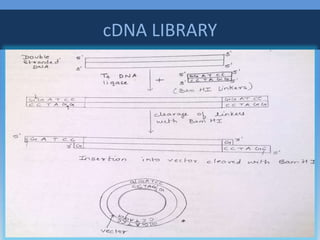 sem4-cdna sythesis,pcr,designing primers for pcr, synthesis of genes ...
