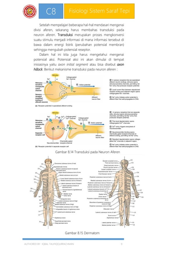 C8 Fisiologi Sistem Saraf Tepi | PDF