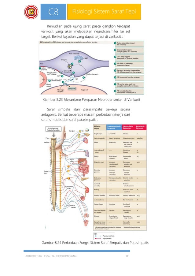 C8 Fisiologi Sistem Saraf Tepi | PDF