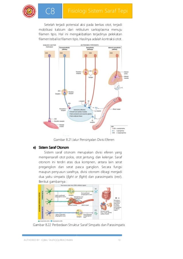 C8 Fisiologi Sistem Saraf Tepi