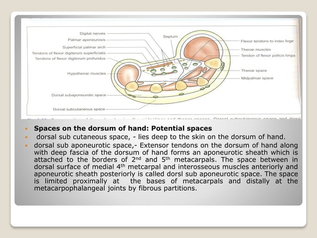 FACIAL SPACES OF HAND PRESENTATION MADE EASY | PPT