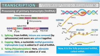 C8 l4.pptx bsc botany honours 4th semester | PPTX