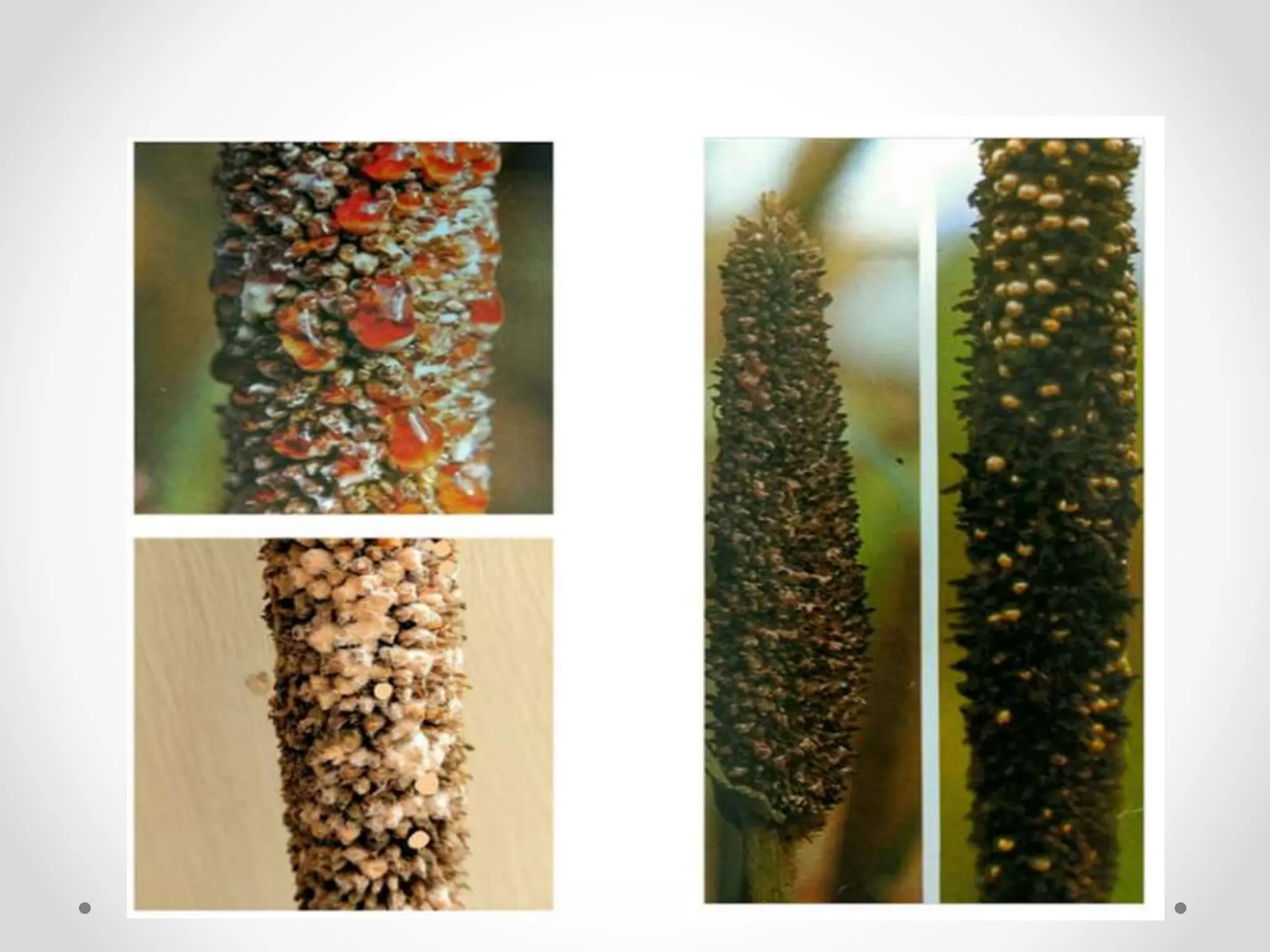 DISEASES OF PEARL MILLET (BAJRA).pptx