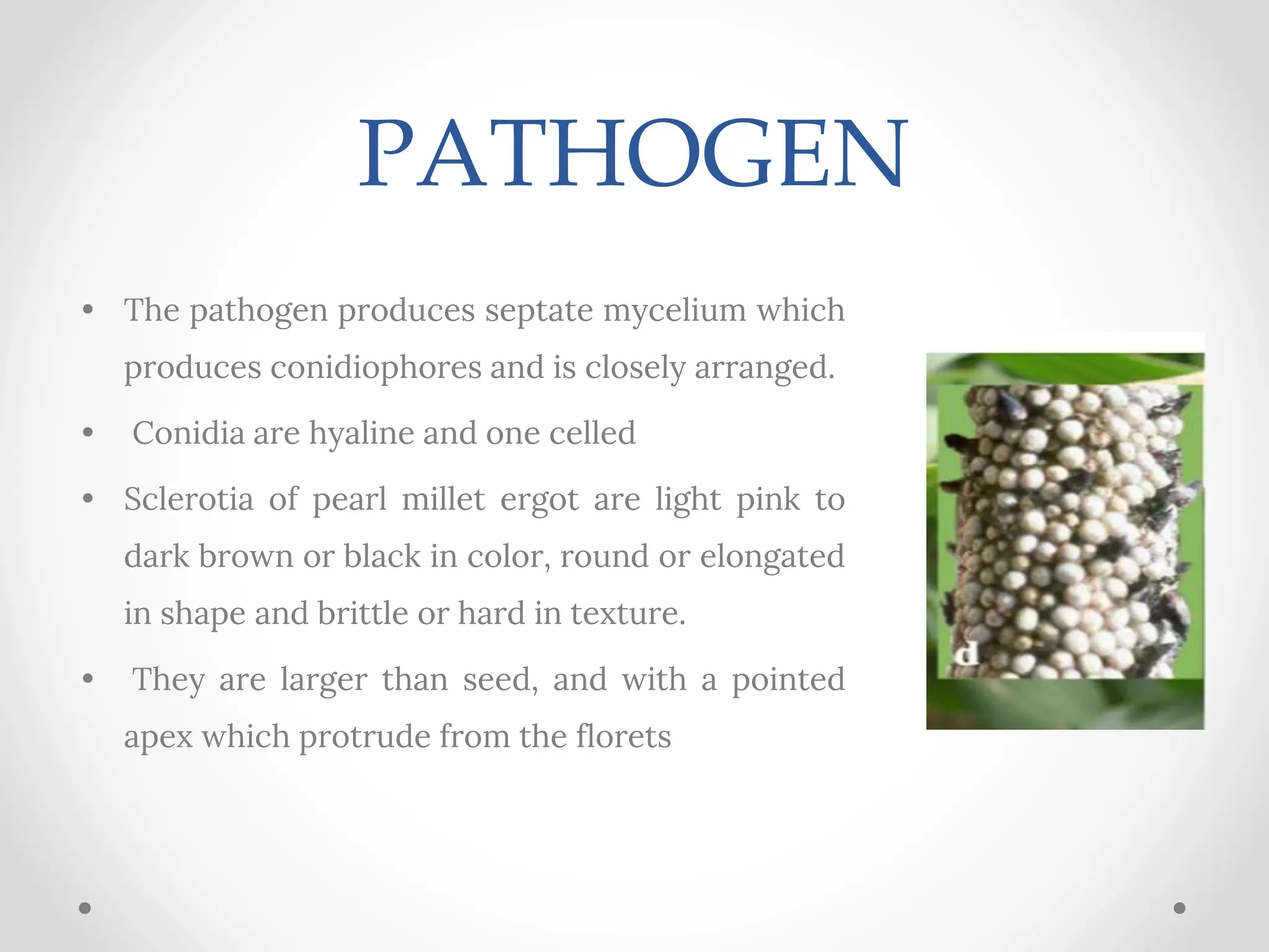 DISEASES OF PEARL MILLET (BAJRA).pptx
