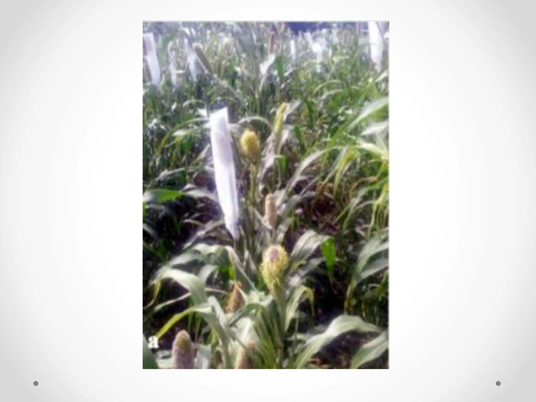 DISEASES OF PEARL MILLET (BAJRA).pptx