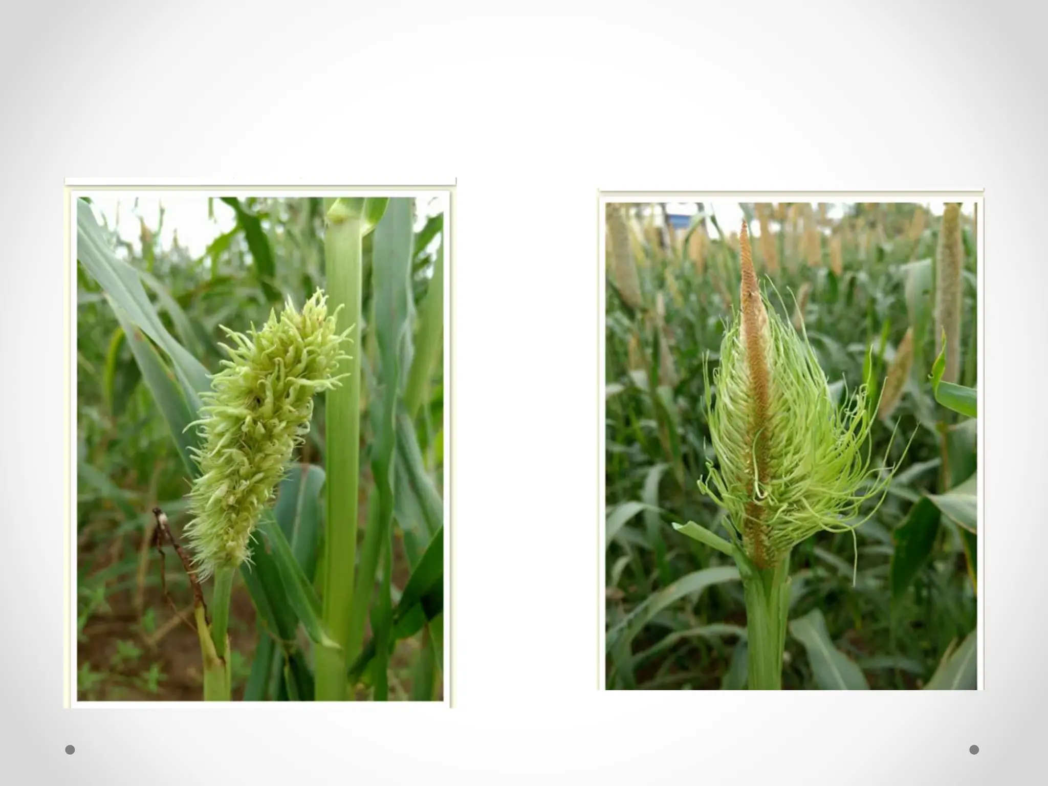 DISEASES OF PEARL MILLET (BAJRA).pptx