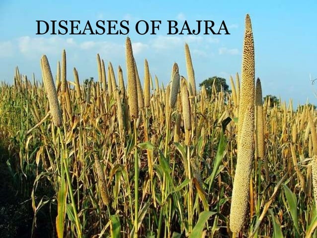 DISEASES OF PEARL MILLET (BAJRA).pptx | Gardening | Home & Garden