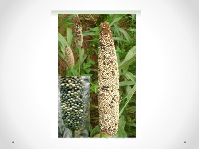 DISEASES OF PEARL MILLET (BAJRA).pptx | Gardening | Home & Garden