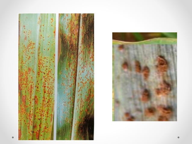DISEASES OF PEARL MILLET (BAJRA).pptx | Gardening | Home & Garden
